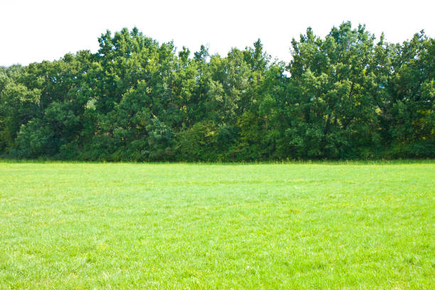 Free Stock Photo of A grass field with trees in the background ...