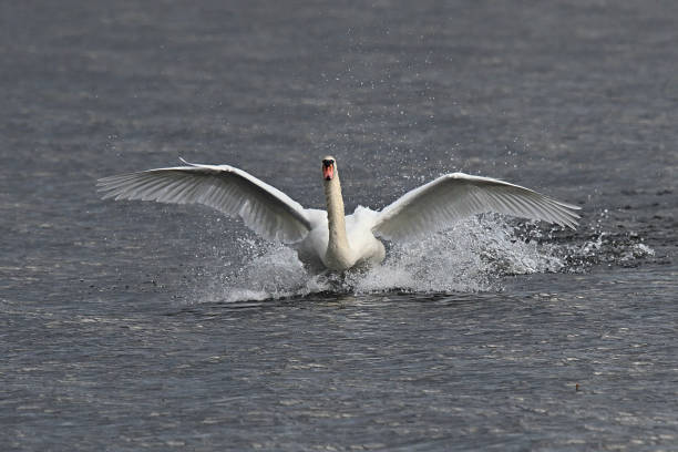 200,000+ Free Swan Landing In Water & Swan Images - Pixabay