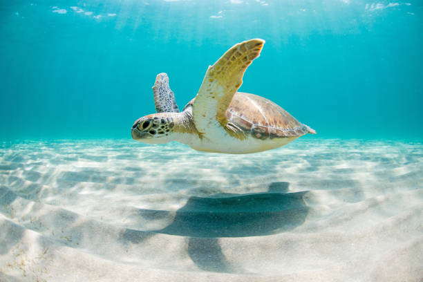 Free Stock Photo of A turtle swimming in the water | Download Free ...
