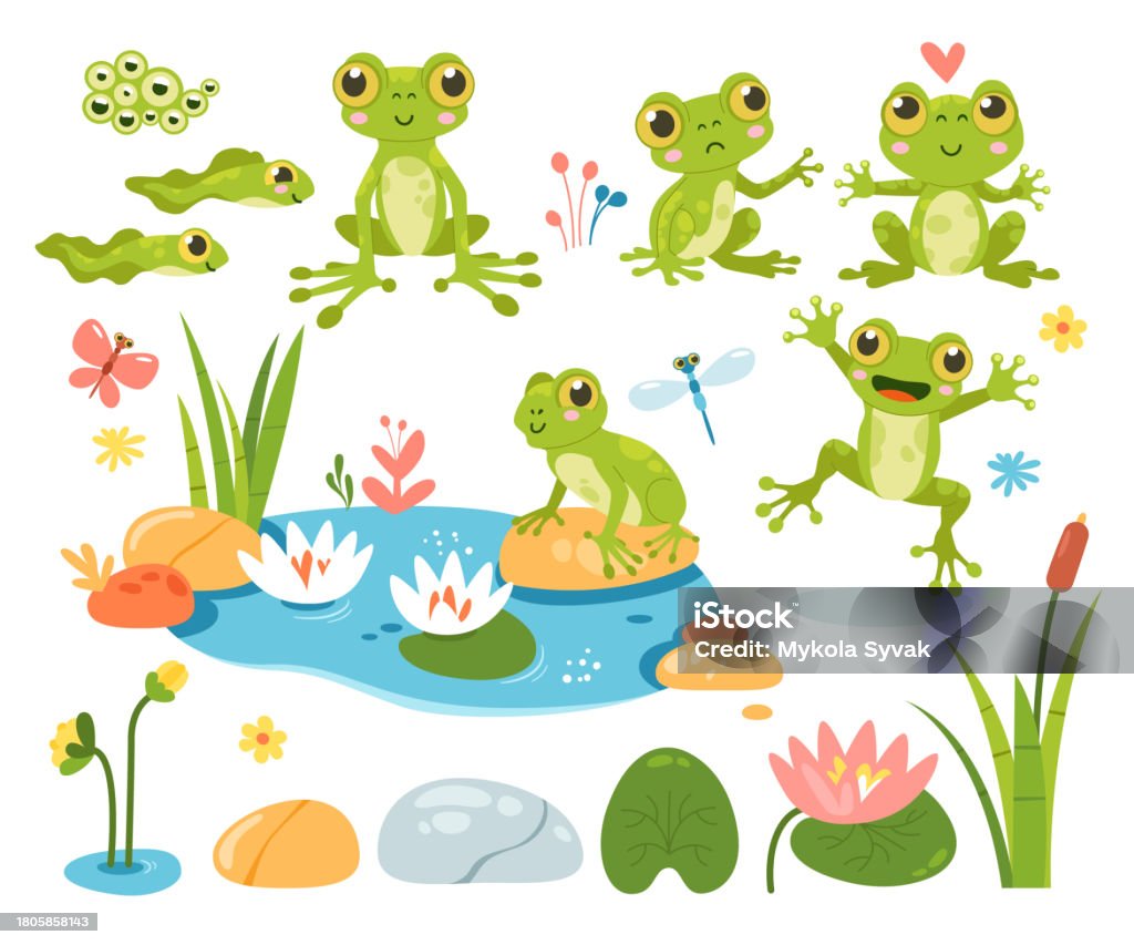 Maskot Amfibi Katak Kartun Berudu Katak Lili Air Dan Kolam Yang Indah Terisolasi Set Ilustrasi