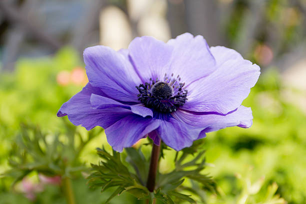 Anenome Pictures | Download Free Images on Unsplash