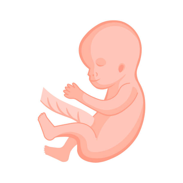 240 Placenta Drawing Stock Illustrations Royalty Free Vector Graphics