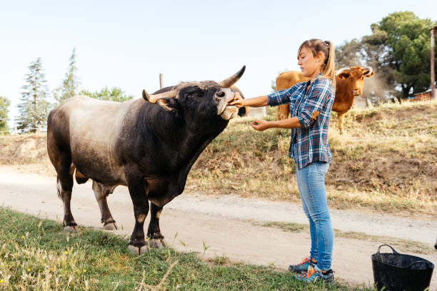 Free Stock Photo of Woman in Red Outfit Standing Next to Bull ...