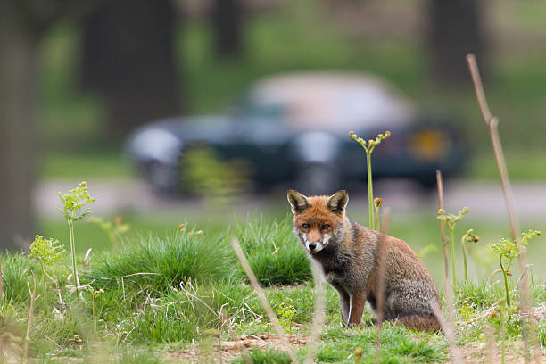 Free picture: red fox, road