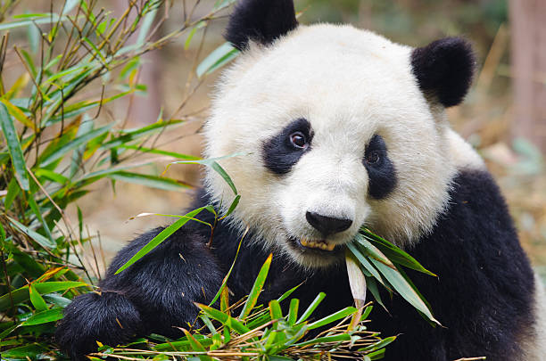 Foodpanda Pictures | Download Free Images on Unsplash