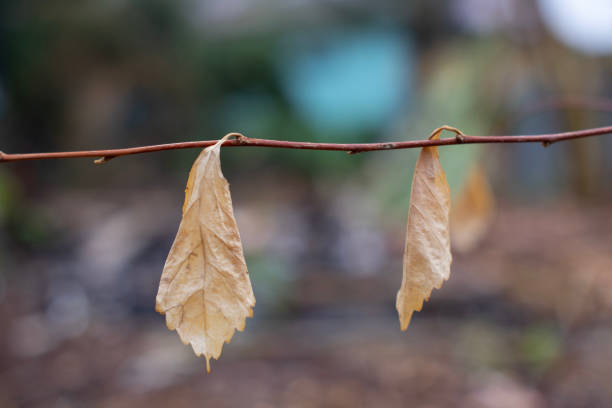 Free picture: Semi transparent brown dry autumn leaves hang on the branches