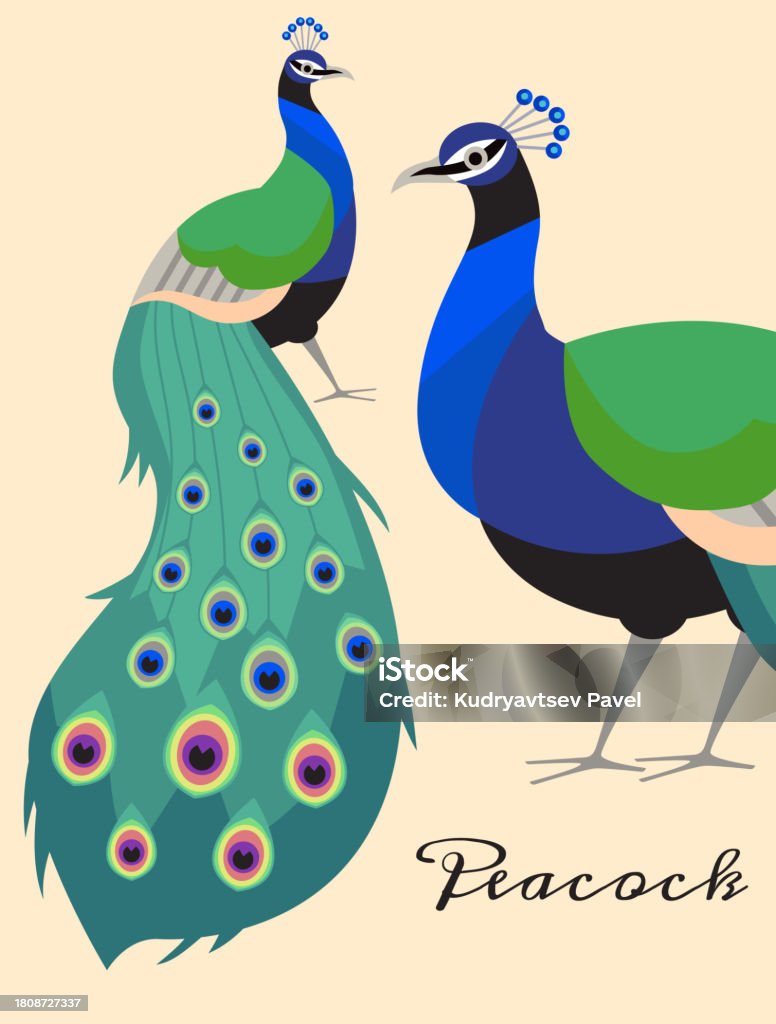 Decorative Card Or Banner Template With Peacock Hand Drawn Vector