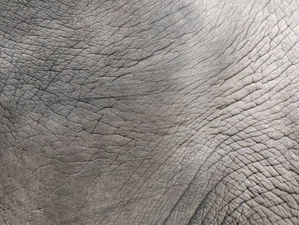 Free Stock Photo of Close Up of an Elephant in a Field | Download Free ...