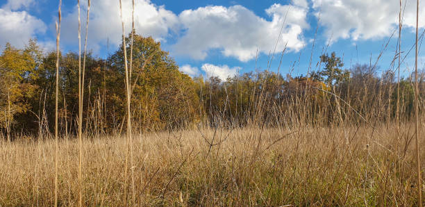 Free Stock Photo of Field of Tall Brown Grass With Trees in Background ...