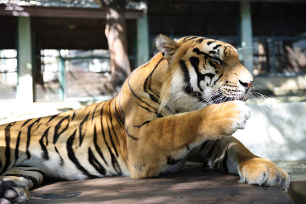 Free Stock Photo of A tiger lying down with its face down | Download ...