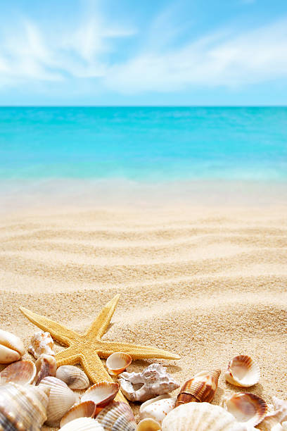 Beach Shells Pictures | Download Free Images on Unsplash