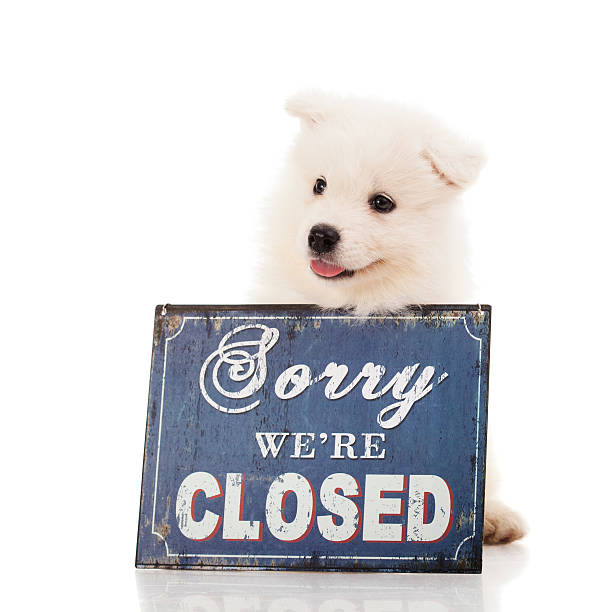 Free Stock Photo of Closed Dog | Download Free Images and Free ...