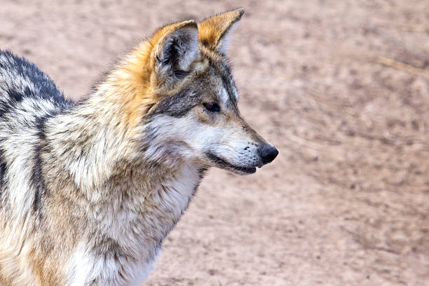 Lobo Pictures | Download Free Images on Unsplash