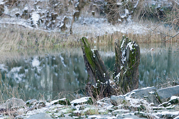 Free picture: Broken bare trunks on a snowy river bank with fallen ...