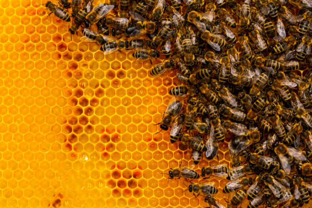 800+ Free Beehive & Bees Images - Pixabay
