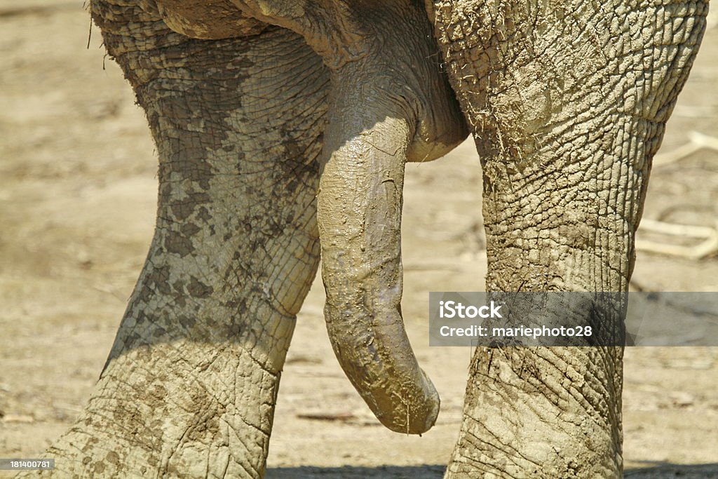 ช้างอวัยวะเพศชาย ภาพสต็อก ดาวน์โหลดรูปภาพตอนนี้ Wildlife Reserve