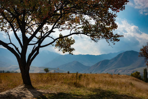 Free Stock Photo of Lone Tree Standing in Field With Mountains in ...