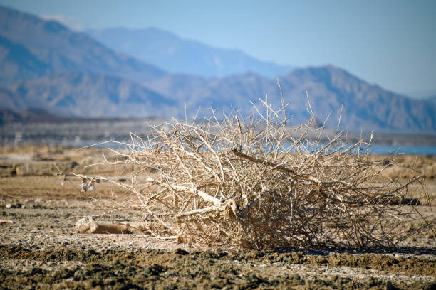 Free tumbleweed stock photos. Download the best free tumbleweed images ...
