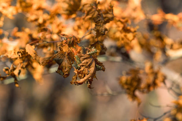 Free picture: leaves, maple, dry, orange yellow, colors, yellowish ...