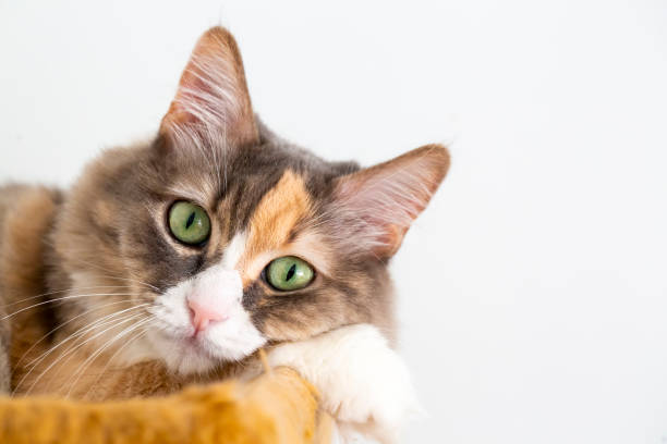 Free Stock Photo of Calico fur pattern | Download Free Images and Free ...