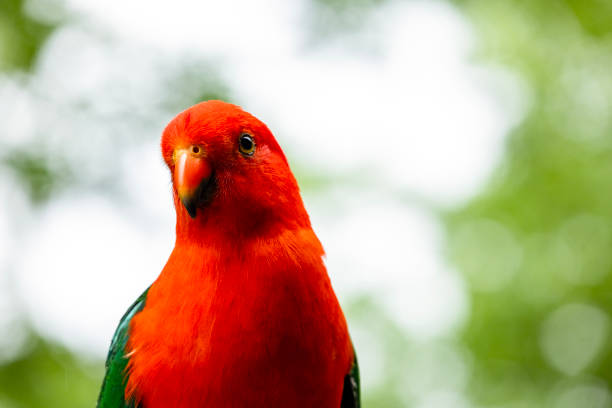 Free Stock Photo of Colorful parrot in a lush environment | Download ...