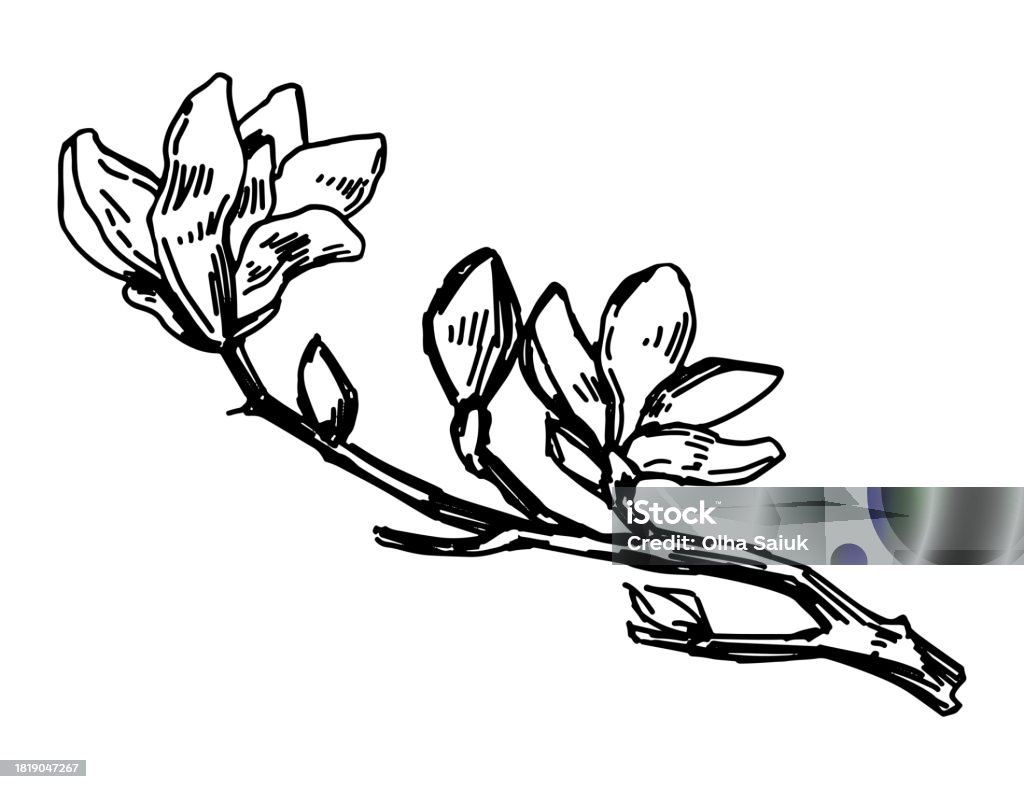 Croquis De Brindille De Floraison De Magnolia Clipart De Branche Darbre