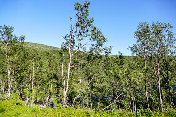 Free Stock Photo of Northern Deciduous Forest | Download Free Images ...