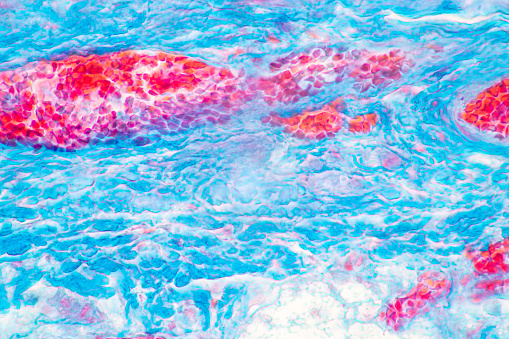 Showing Light Micrograph Of The Adrenal Gland Human Under The