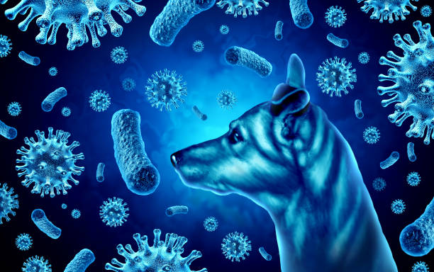 Rabies Photos, Download The BEST Free Rabies Stock Photos & HD Images