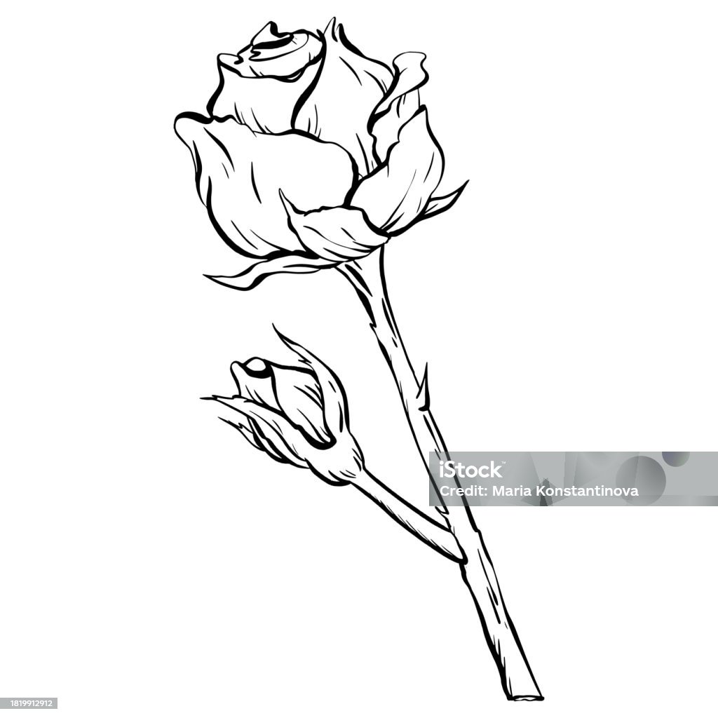 Vector A Tall Opulent Rose Featuring A Tender Bud On A Lengthy Steam Complete With Thorns