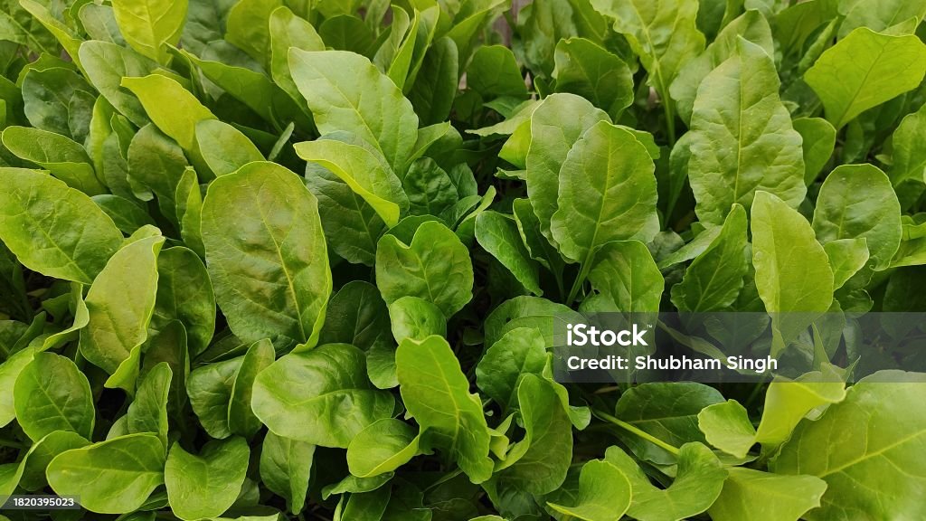Close Top View Showing Fresh Green Leafy Vegetable Palak Spinach Plants