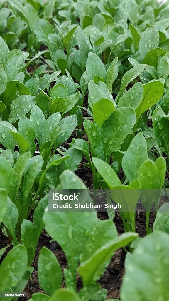 Close Top View Showing Fresh Green Leafy Vegetable Palak Spinach Plants