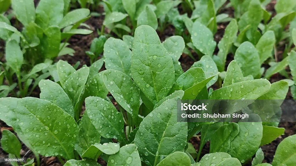 Close Top View Showing Fresh Green Leafy Vegetable Palak Spinach Plants