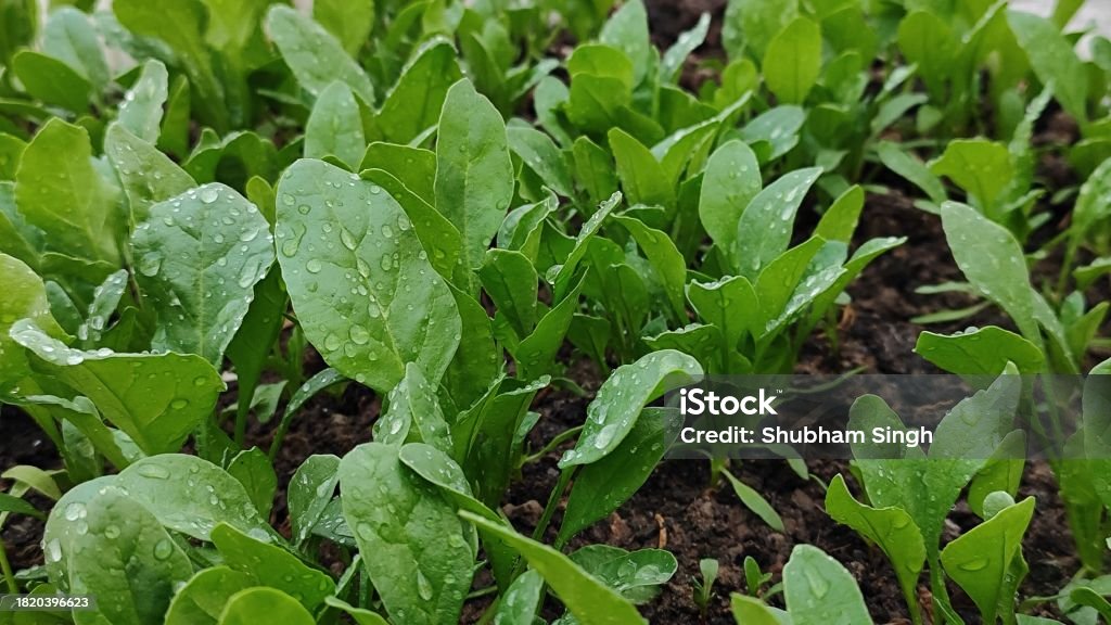 Close Top View Showing Fresh Green Leafy Vegetable Palak Spinach Plants