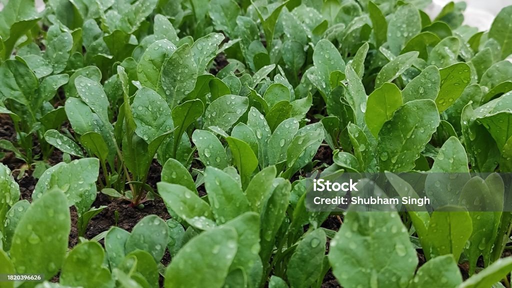 Close Top View Showing Fresh Green Leafy Vegetable Palak Spinach Plants