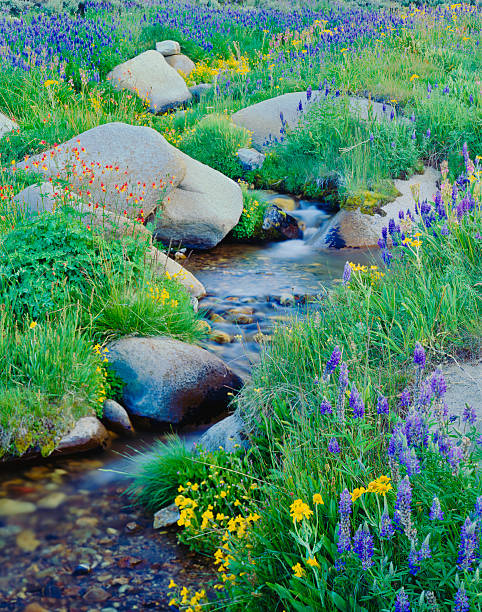 Free Stock Photo of WIldflowers in northern California | Download Free ...