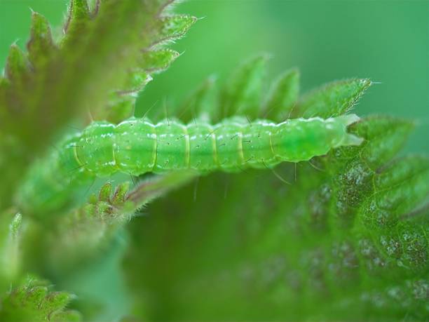 Caterpillar Nettle Close Up - Free photo on Pixabay
