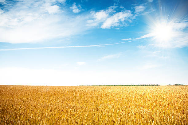 Free Stock Photo of Sun Shining Over Field of Crops | Download Free ...