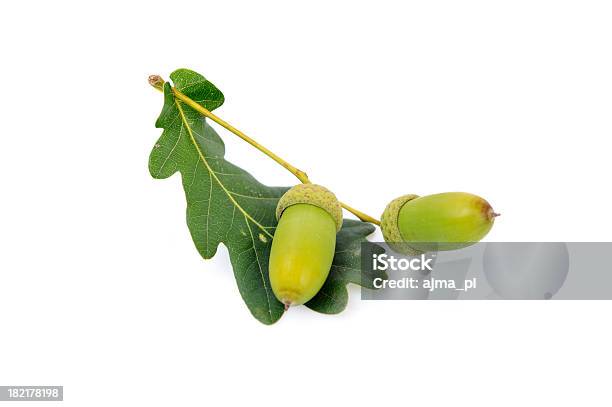 Acorns 흰색 바탕에 그림자와 취명아주에 대한 스톡 사진 및 기타 이미지 취명아주 0명 견과 Istock