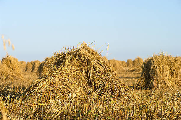 Free golden sheaves stock photos. Download the best free golden sheaves ...