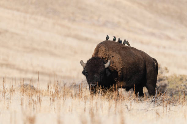 Free Stock Photo of Bison With Birds Sitting on Its Back | Download ...