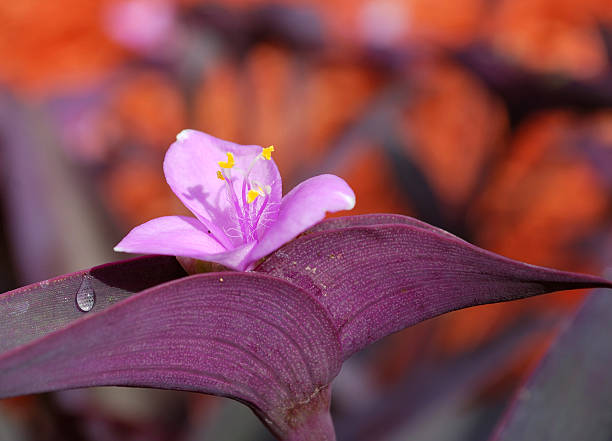 30,000+ Purple Heart Pictures | Download Free Images on Unsplash