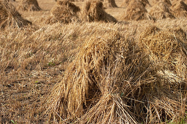 Free golden sheaves stock photos. Download the best free golden sheaves ...