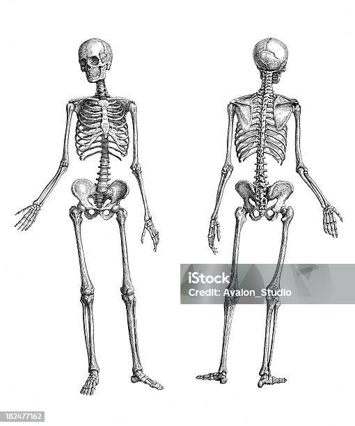 Human Skeletons向量圖形及更多人類骨架圖片 人類骨架 插圖 人體構造 Istock
