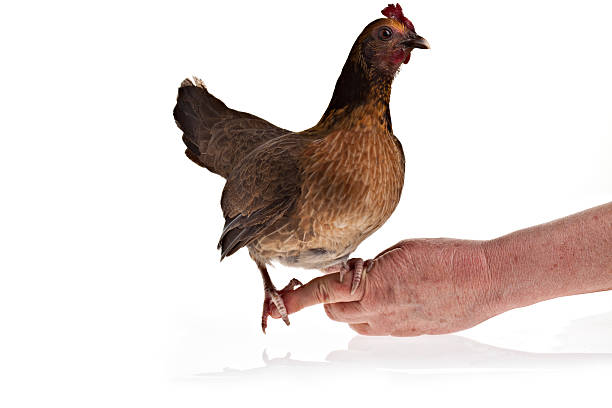 30,000+ Bird In Hand Pictures | Download Free Images on Unsplash