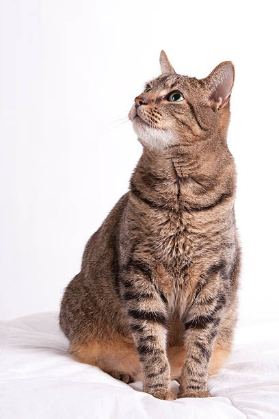 6 200 Gato Sentado Perfil Fotografías De Stock Fotos E Imágenes