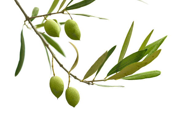 Olive Branches Pictures | Download Free Images on Unsplash