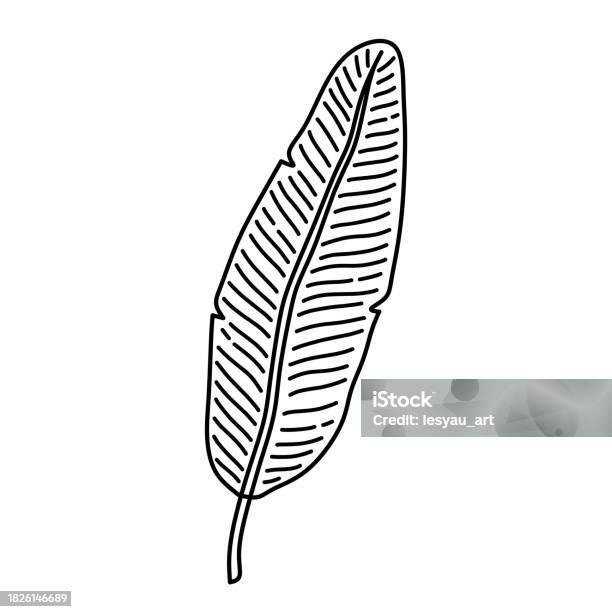 Daun Pisang Tropis Terisolasi Pada Latar Belakang Putih Ilustrasi