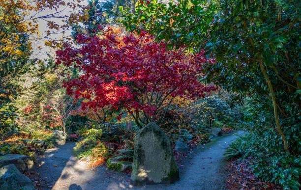 80+ Kubota Gardens Seattle Stock Photos, Pictures & Royalty-Free Images ... 80+ Kubota Gardens Seattle Stock Photos, Pictures & Royalty-Free Images ...