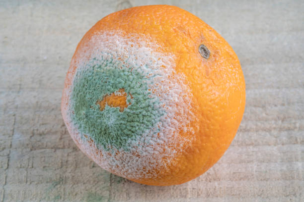 Free Stock Photo of Pile of Rotten Fruit on White Table | Download Free ...